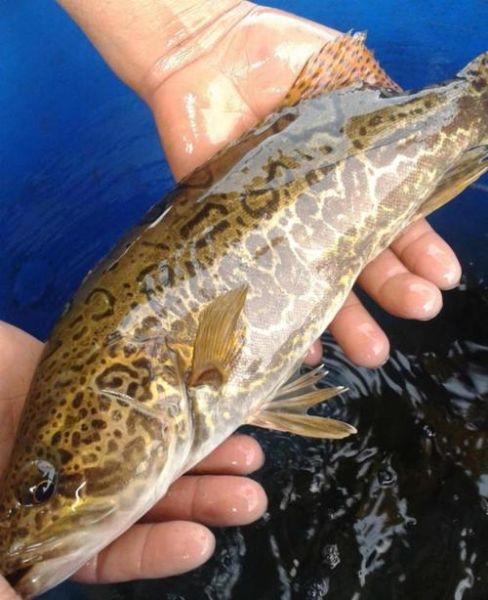 桂鱼苗批发价格_桂鱼苗批发哪里便宜-第2张图片-山城妙识