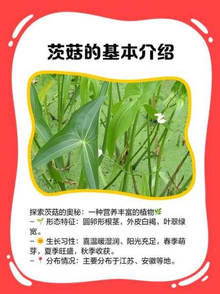 茨菇怎么读_茨菇是什么东西-第1张图片-山城妙识