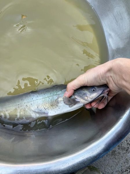 花鲢鱼多少钱一斤_花鲢鱼价格行情-第1张图片-山城妙识 花鲢鱼多少钱一斤_花鲢鱼价格行情-第1张图片-山城妙识