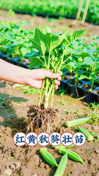 秋葵视频软件下载安全吗_秋葵视频怎么安装到手机-第3张图片-山城妙识