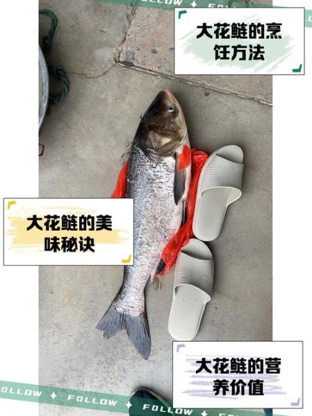 花鲢鱼多少钱一斤_花鲢鱼价格行情-第2张图片-山城妙识 花鲢鱼多少钱一斤_花鲢鱼价格行情-第2张图片-山城妙识