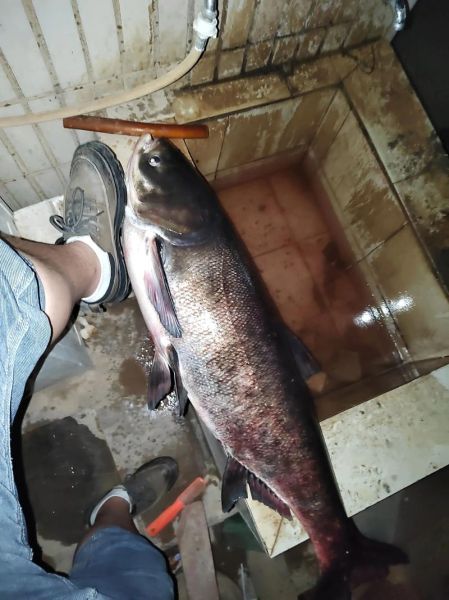 花鲢鱼多少钱一斤_花鲢鱼价格行情-第3张图片-山城妙识 花鲢鱼多少钱一斤_花鲢鱼价格行情-第3张图片-山城妙识