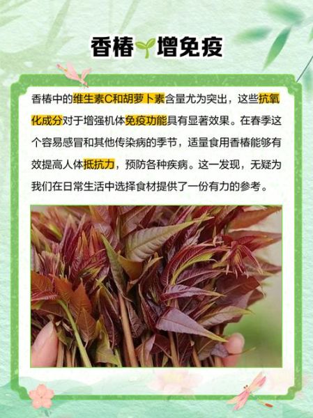 香椿的营养价值_香椿的药用价值-第1张图片-山城妙识 香椿的营养价值_香椿的药用价值-第1张图片-山城妙识