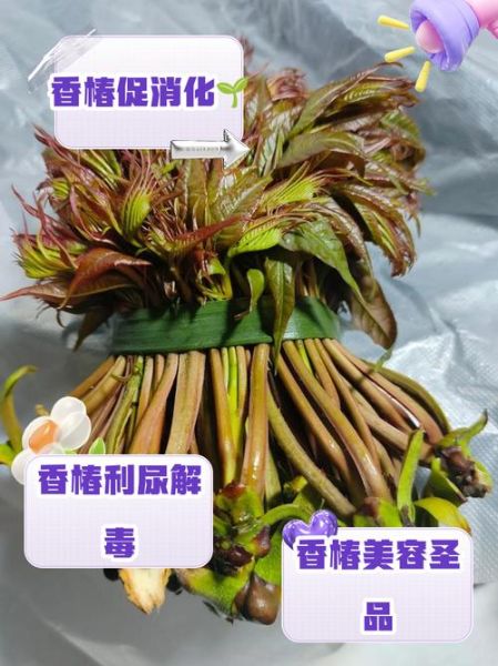 香椿的营养价值_香椿的药用价值-第3张图片-山城妙识 香椿的营养价值_香椿的药用价值-第3张图片-山城妙识