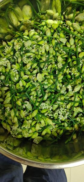 孕妇可以吃韭菜花吗_韭菜花对胎儿有影响吗-第1张图片-山城妙识