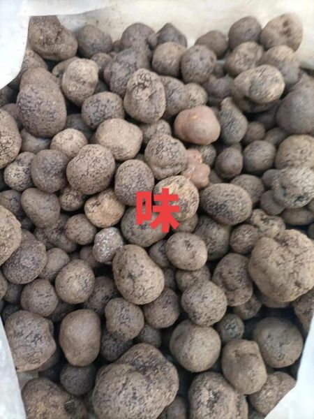 松露菌怎么吃_松露菌价格多少钱一斤-第1张图片-山城妙识 松露菌怎么吃_松露菌价格多少钱一斤-第1张图片-山城妙识