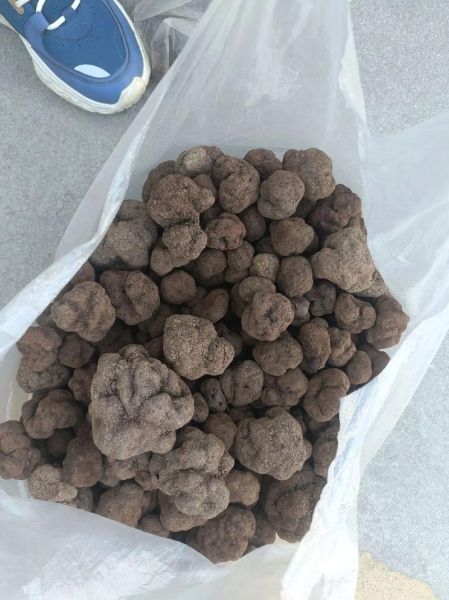 松露菌怎么吃_松露菌价格多少钱一斤-第3张图片-山城妙识 松露菌怎么吃_松露菌价格多少钱一斤-第3张图片-山城妙识