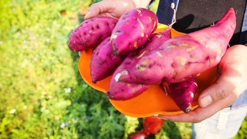 地瓜哥游戏解说在哪看_地瓜哥最新视频怎么找-第2张图片-山城妙识 地瓜哥游戏解说在哪看_地瓜哥最新视频怎么找-第2张图片-山城妙识