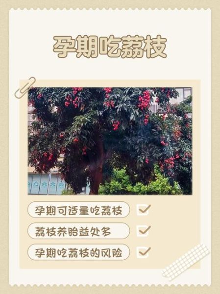 怀孕前三个月能吃荔枝吗_孕妇吃荔枝注意事项-第1张图片-山城妙识 怀孕前三个月能吃荔枝吗_孕妇吃荔枝注意事项-第1张图片-山城妙识