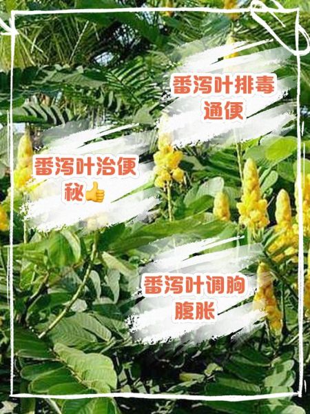 喝了一个月番泻叶瘦了_番泻叶减肥副作用-第2张图片-山城妙识