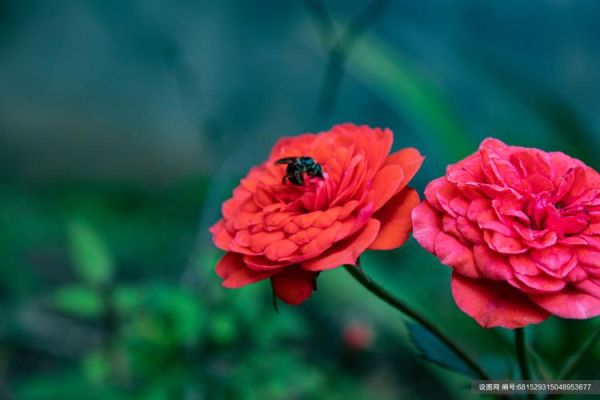 花图片大全大图唯美_如何挑选高清壁纸-第1张图片-山城妙识