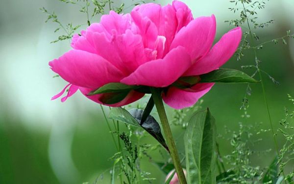 花图片大全大图唯美_如何挑选高清壁纸-第2张图片-山城妙识