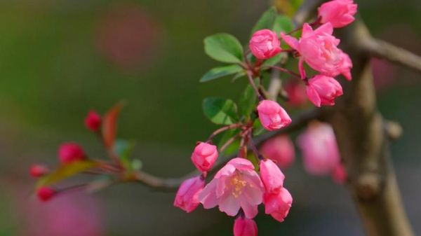 花图片大全大图唯美_如何挑选高清壁纸-第3张图片-山城妙识