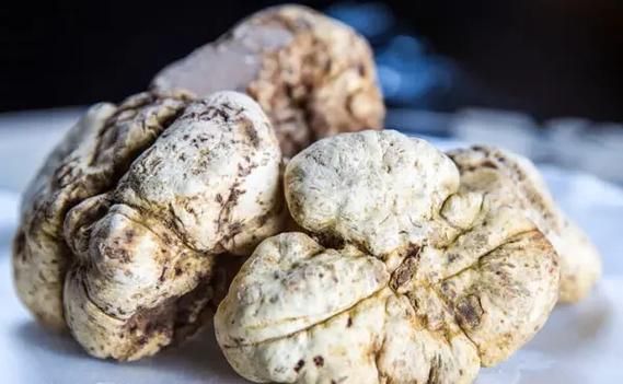 白松露大餐怎么做_白松露价格为什么这么贵-第2张图片-山城妙识