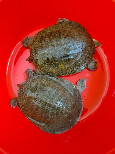 野生甲鱼多少钱一斤_野生甲鱼价格为什么贵-第3张图片-山城妙识