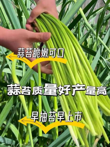 大蒜种植用什么肥料好_大蒜底肥和追肥怎么配-第3张图片-山城妙识 大蒜种植用什么肥料好_大蒜底肥和追肥怎么配-第3张图片-山城妙识