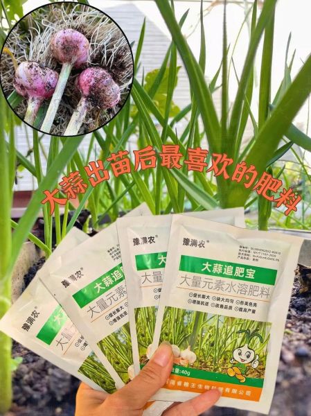 大蒜种植用什么肥料好_大蒜底肥和追肥怎么配-第1张图片-山城妙识 大蒜种植用什么肥料好_大蒜底肥和追肥怎么配-第1张图片-山城妙识