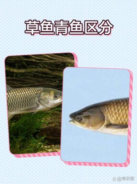 青鱼和草鱼哪个好吃_青鱼和草鱼的区别-第2张图片-山城妙识