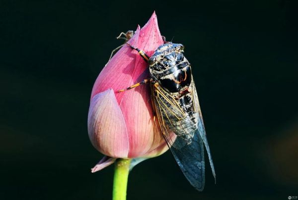 夏蝉图片怎么拍_夏蝉高清图鉴-第2张图片-山城妙识