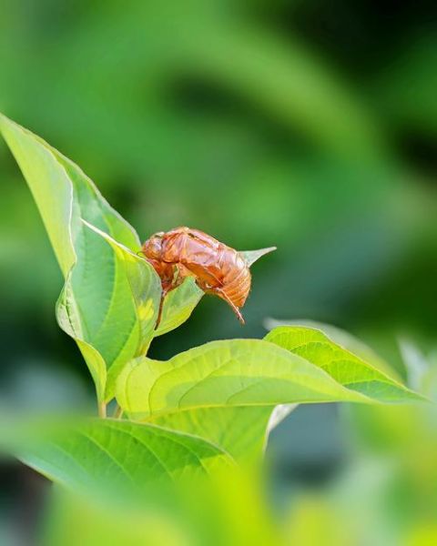 夏蝉图片怎么拍_夏蝉高清图鉴-第3张图片-山城妙识