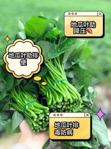 红薯叶不能和什么一起吃_红薯叶相克食物有哪些-第2张图片-山城妙识