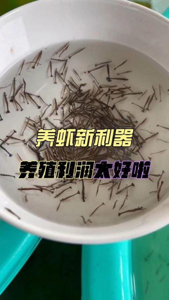 养虾的利润与成本_每亩能赚多少钱-第3张图片-山城妙识