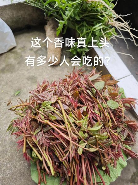 香椿芽怎么做好吃_香椿芽的做法大全-第2张图片-山城妙识 香椿芽怎么做好吃_香椿芽的做法大全-第2张图片-山城妙识