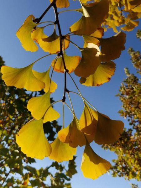 白果树图片怎么拍好看_白果树图片高清素材哪里找-第1张图片-山城妙识 白果树图片怎么拍好看_白果树图片高清素材哪里找-第1张图片-山城妙识