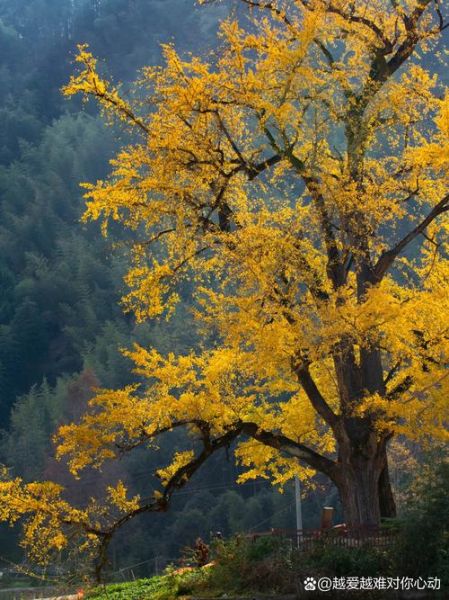 白果树图片怎么拍好看_白果树图片高清素材哪里找-第2张图片-山城妙识 白果树图片怎么拍好看_白果树图片高清素材哪里找-第2张图片-山城妙识