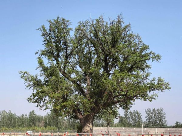 白果树图片怎么拍好看_白果树图片高清素材哪里找-第3张图片-山城妙识 白果树图片怎么拍好看_白果树图片高清素材哪里找-第3张图片-山城妙识