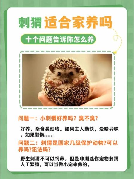 刺猬是国家保护动物吗_可以家养吗-第1张图片-山城妙识 刺猬是国家保护动物吗_可以家养吗-第1张图片-山城妙识