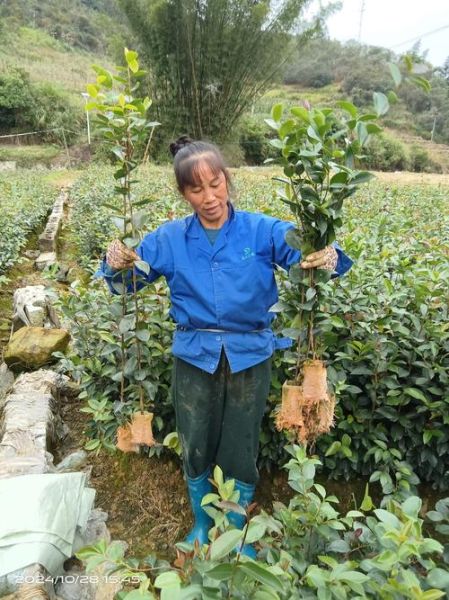 油茶200亩一年收入多少钱_油茶种植成本与利润-第3张图片-山城妙识