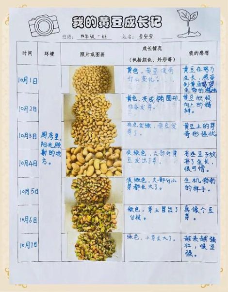 黄豆芽怎么发_黄豆芽七天观察日记-第3张图片-山城妙识
