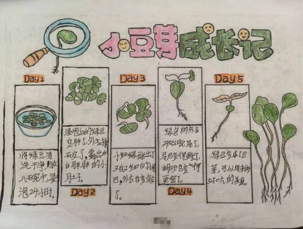 黄豆芽怎么发_黄豆芽七天观察日记-第2张图片-山城妙识