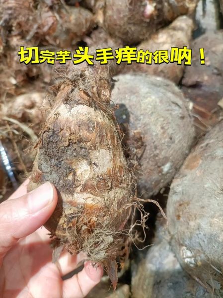 芋头手痒怎么快速止痒_芋头手痒用什么药-第3张图片-山城妙识