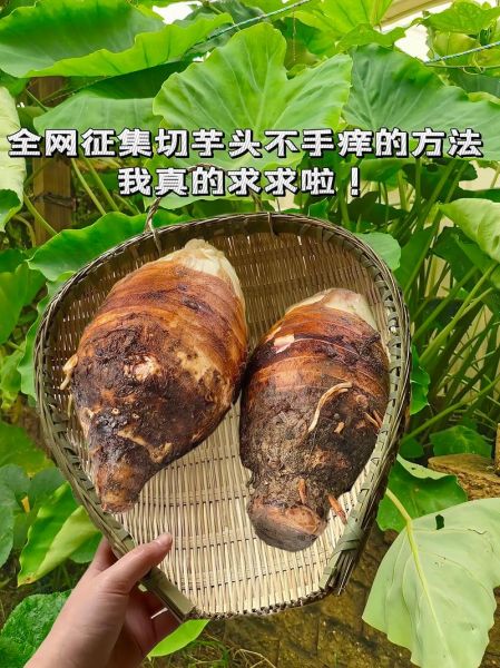 芋头手痒怎么快速止痒_芋头手痒用什么药-第2张图片-山城妙识