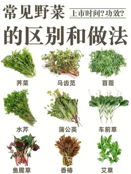 野菜怎么吃_哪些野菜可以生吃-第1张图片-山城妙识