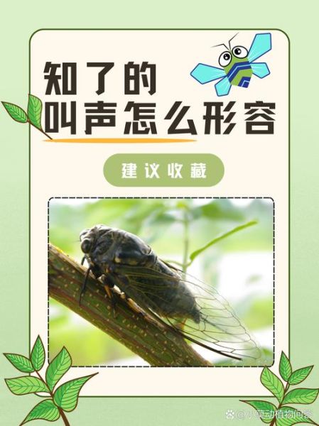 知了背调查什么_知了背调多久出结果-第3张图片-山城妙识 知了背调查什么_知了背调多久出结果-第3张图片-山城妙识