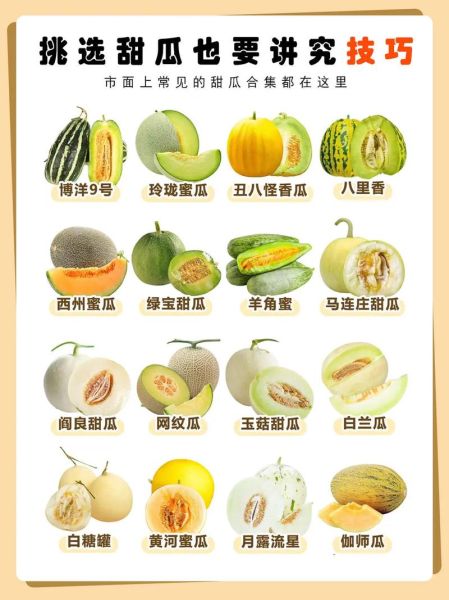 甜瓜图片大全大图_甜瓜品种怎么区分-第3张图片-山城妙识
