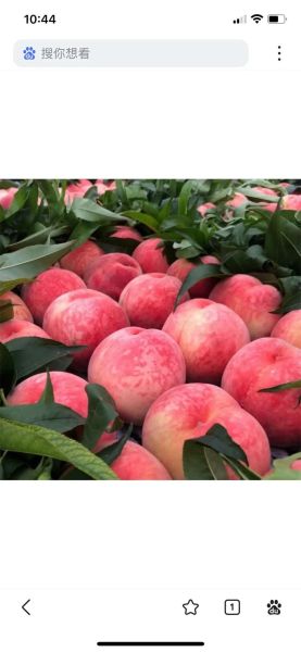 桃子品种大全_桃子图片怎么拍才好看-第3张图片-山城妙识