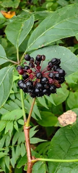 刺五加片能增强性功能吗_刺五加片壮阳效果怎么样-第1张图片-山城妙识