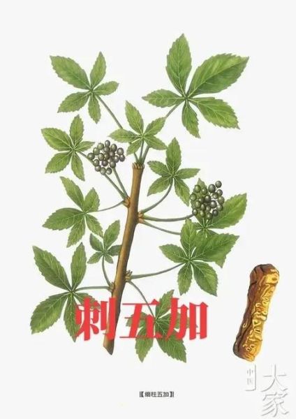 刺五加片能增强性功能吗_刺五加片壮阳效果怎么样-第3张图片-山城妙识