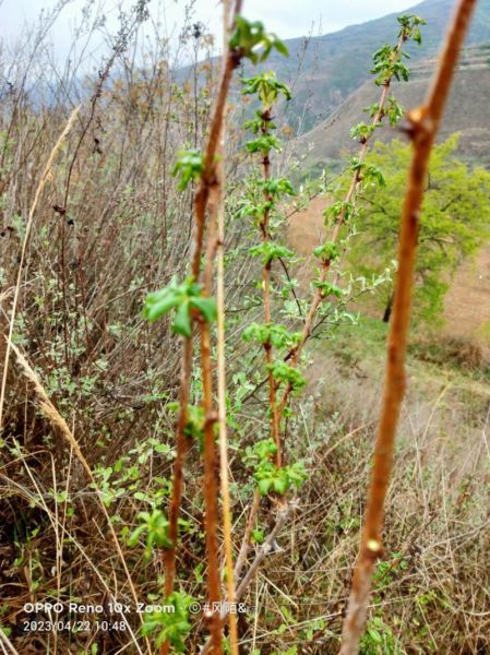 刺五加片能增强性功能吗_刺五加片壮阳效果怎么样-第2张图片-山城妙识