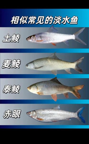 土鲮_麦鲮_泰鲮区别在哪_如何分辨三种鲮鱼-第1张图片-山城妙识