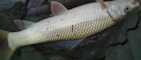 土鲮_麦鲮_泰鲮区别在哪_如何分辨三种鲮鱼-第2张图片-山城妙识