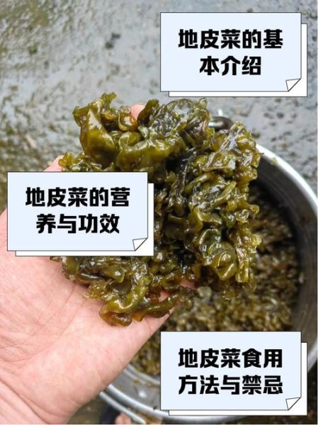 地皮菜怎么吃_地皮菜的做法大全-第1张图片-山城妙识