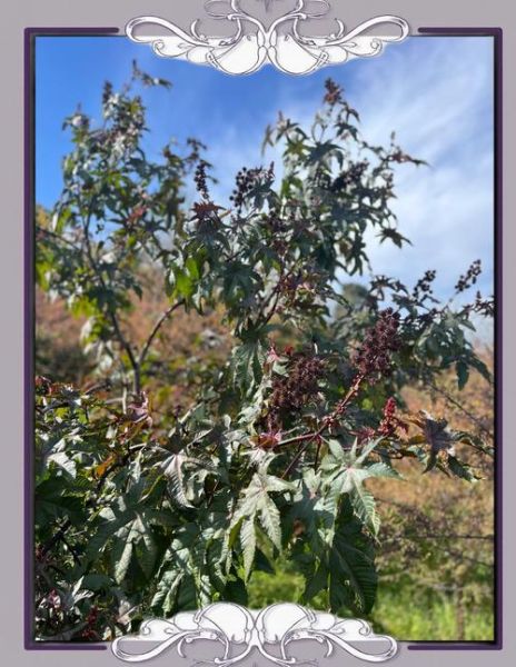 蓖麻子多少钱一斤_蓖麻子价格影响因素-第2张图片-山城妙识