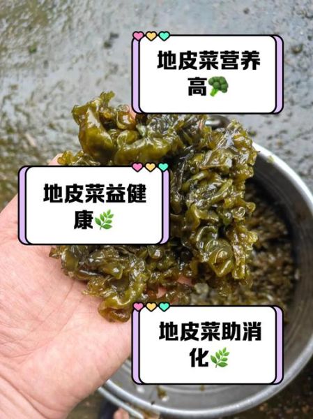 地皮菜怎么吃_地皮菜的做法大全-第3张图片-山城妙识