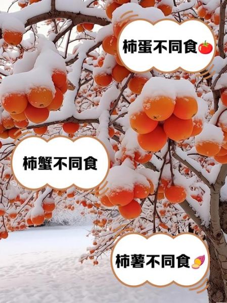 柿子不能和什么一起吃会中毒_柿子相克食物有哪些-第2张图片-山城妙识