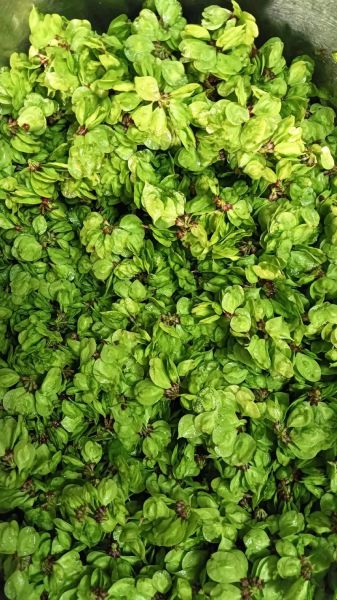 冻榆钱怎么吃_冻榆钱的家常做法大全-第1张图片-山城妙识